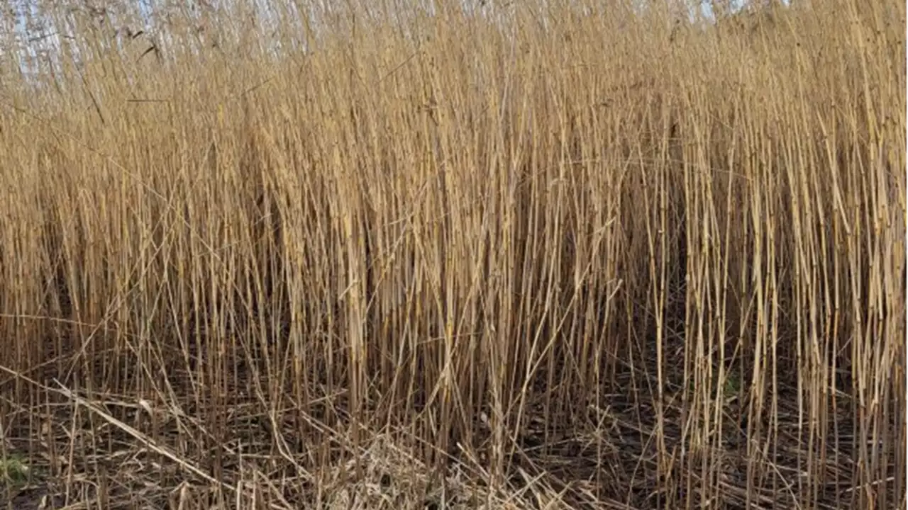 Common reed – from coastal restoration to novel biomaterial | Arcada